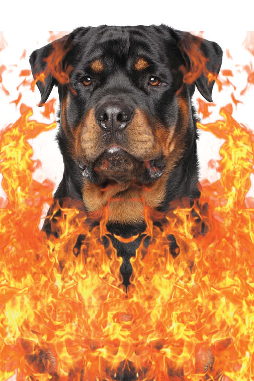 Contact | EXPERTFIRE - Stingatoare si instalatii de stingere incendiu